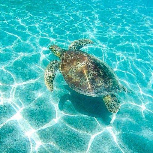 Spotting Sea Turtles in Samoa: A Must-Do Experience on Your Holiday ...